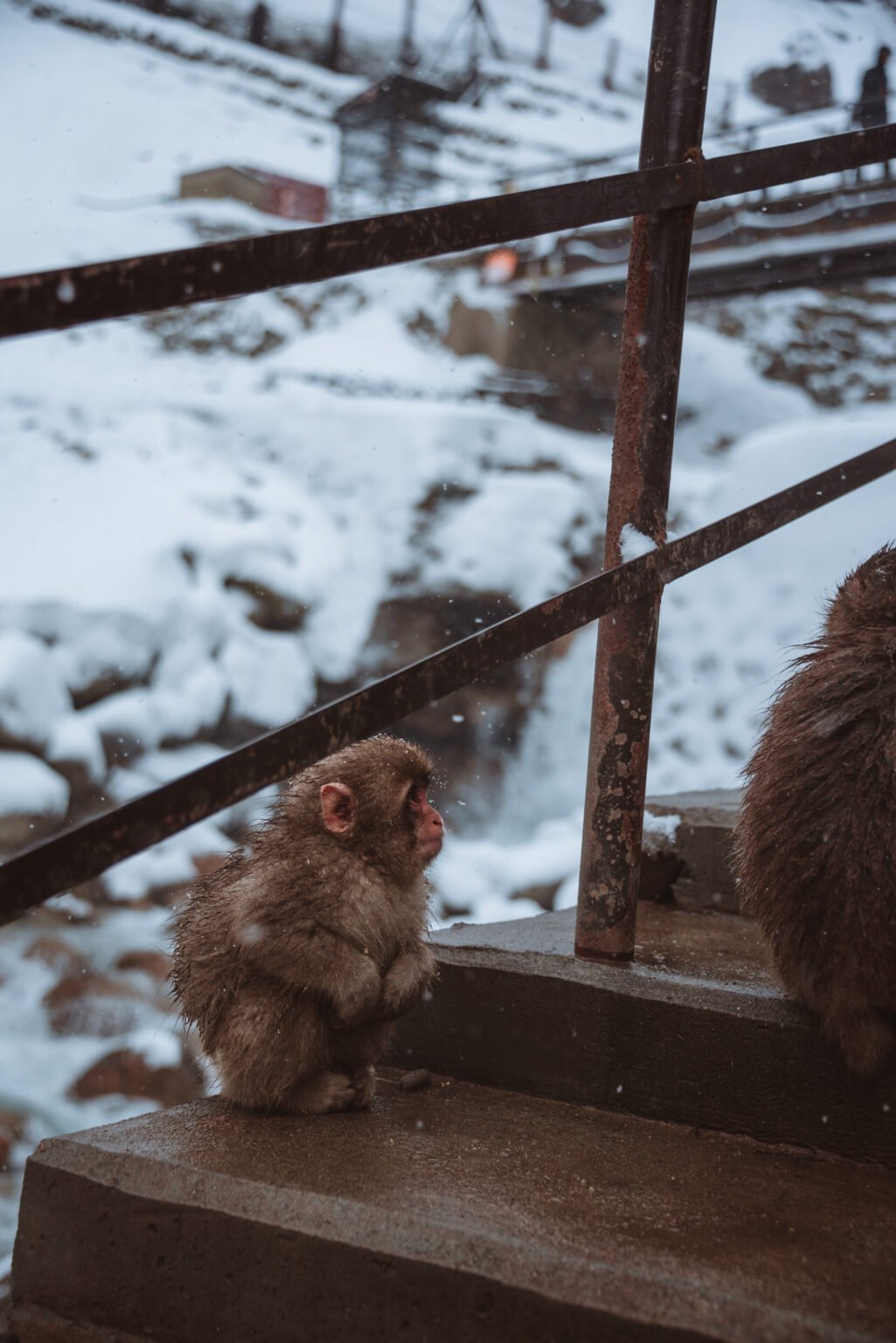 Is Jigokudani Snow Monkey Park Worth Visiting in Nagano, Japan?