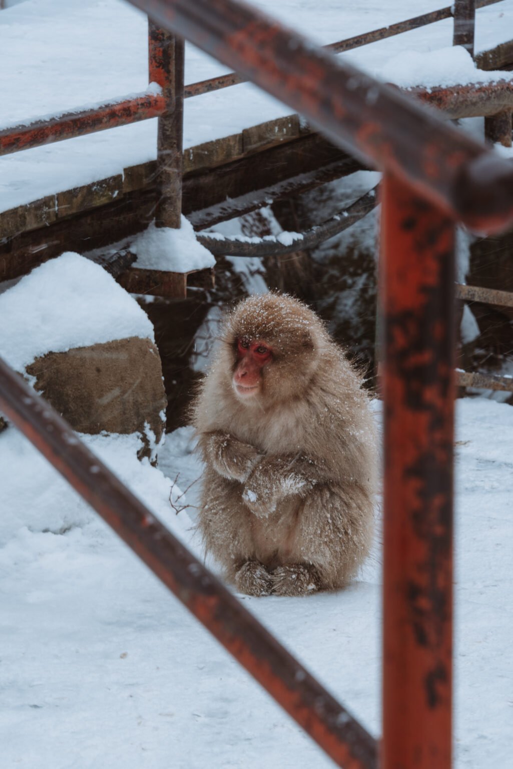 Is Jigokudani Snow Monkey Park Worth Visiting in Nagano, Japan?