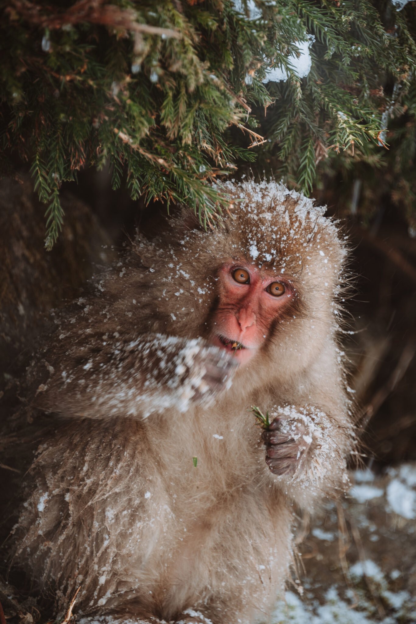 Is Jigokudani Snow Monkey Park Worth Visiting in Nagano, Japan?